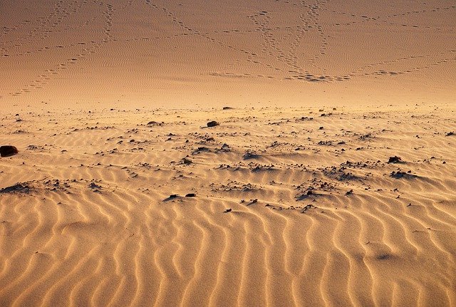 What would happen if there were no trees on earth?