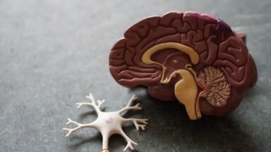 Ancient Symphony: Exploring Primitive Brain Function