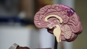 When Are Brains Fully Developed? Brain Maturation According To Science