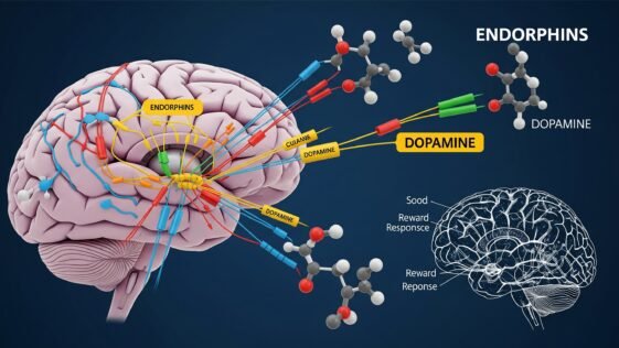 The Feel-Good Hormone: Dopamine and Mood Regulation Explained